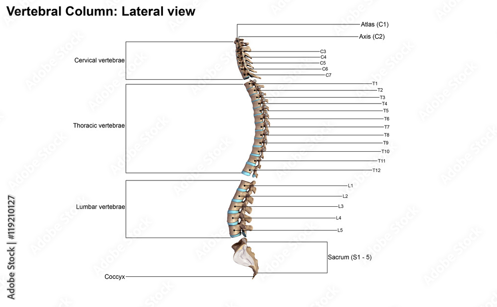 Vertebral Column Stock Photo | Adobe Stock