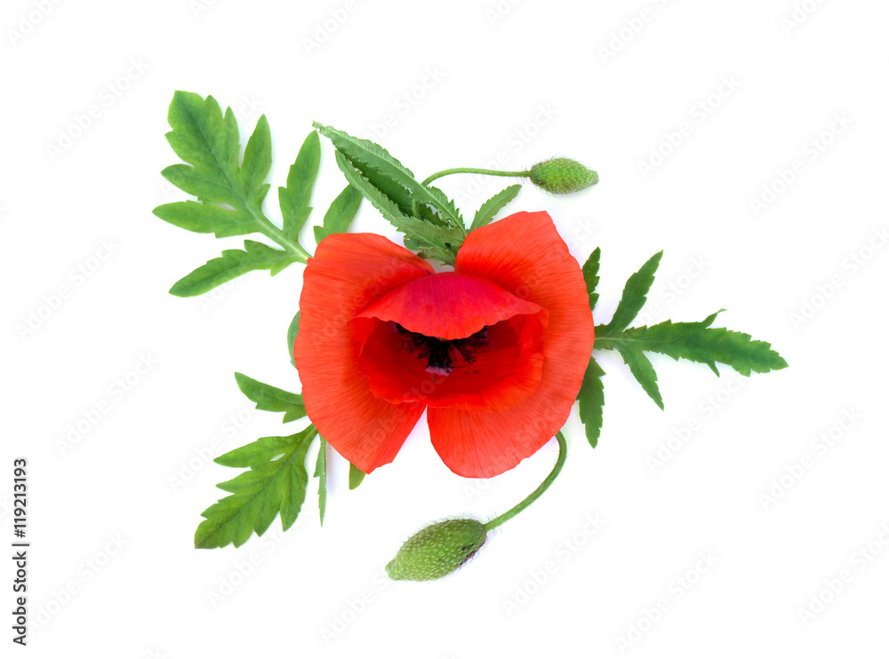Red poppy Binomial name: Papaver rhoeas, common names: common poppy ...