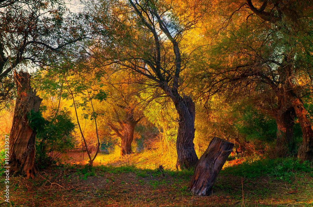 Deep forest on sunny autumn day. Stock Photo | Adobe Stock