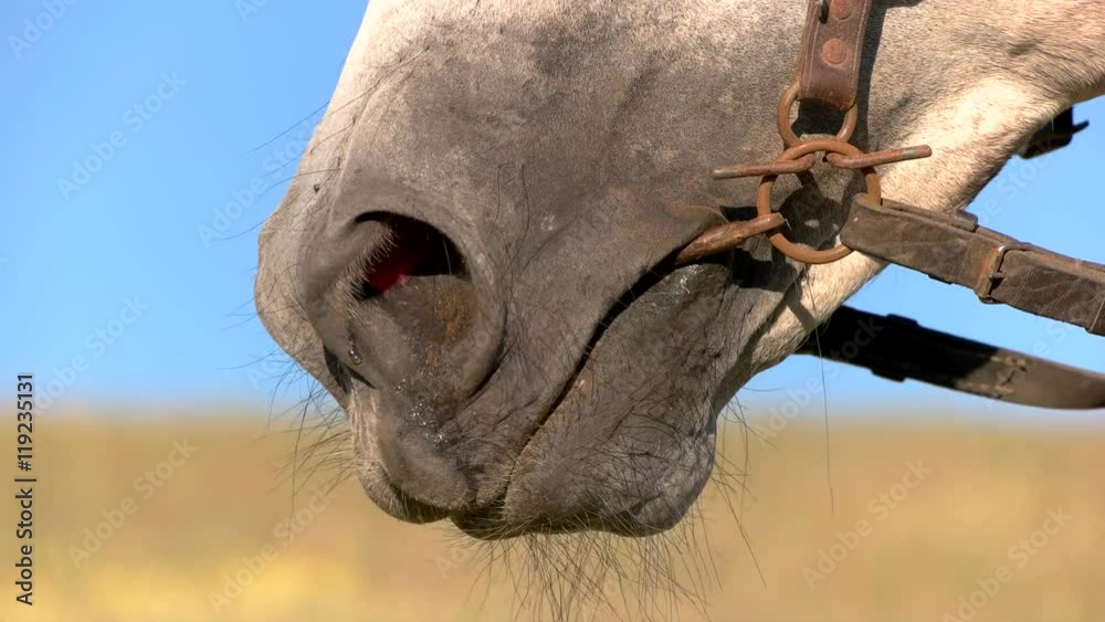 Snaffle bit on horse. Mouth of animal is chewing. Stallion is hungry ...
