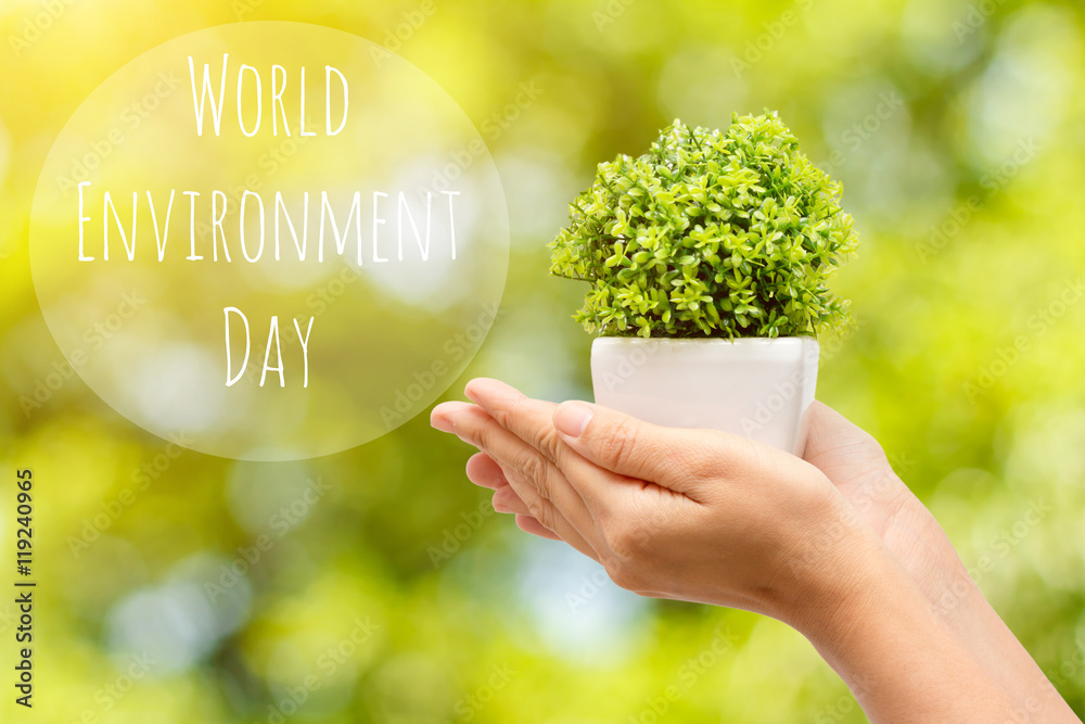 Concept World Environment Day,Woman hands in jardiniere on a natural ...