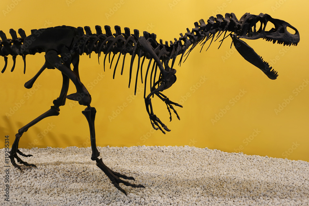 allosaurus fragilis skeleton Stock Photo | Adobe Stock