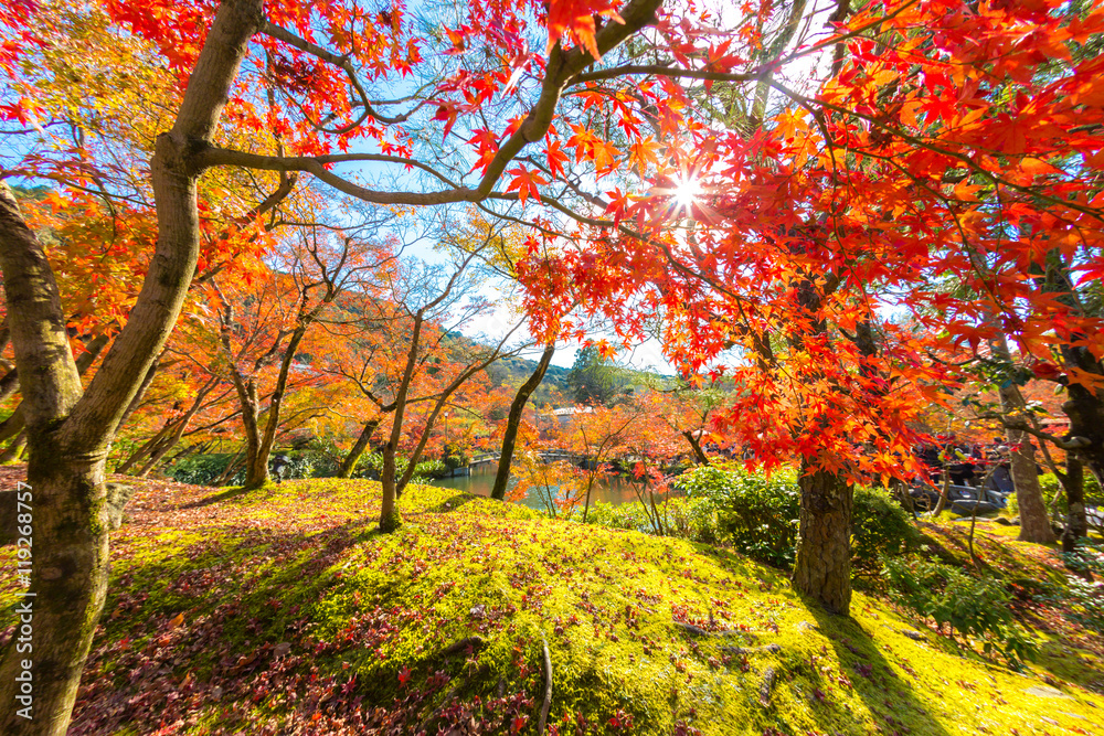 autumn Background Stock Photo | Adobe Stock