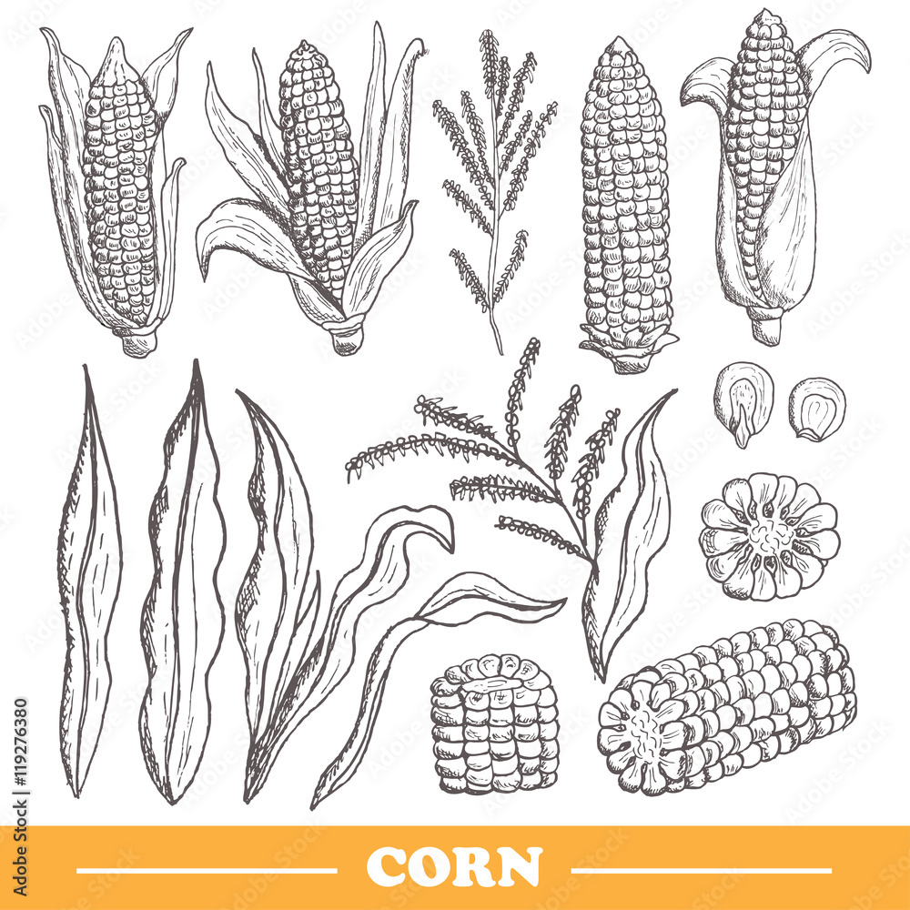 hand drawn corns set Stock Vector | Adobe Stock