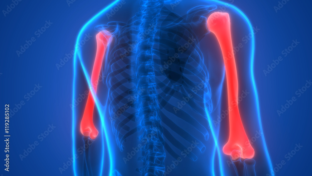 Human Skeleton Bones Anatomy (Humerus Bones) Stock Illustration | Adobe ...