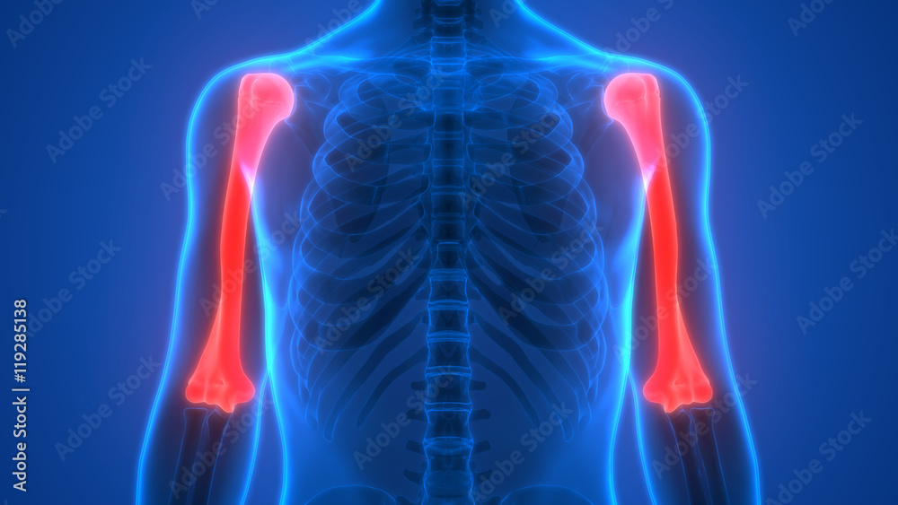 Human Skeleton Bones Anatomy (Humerus Bones) Stock Illustration | Adobe ...