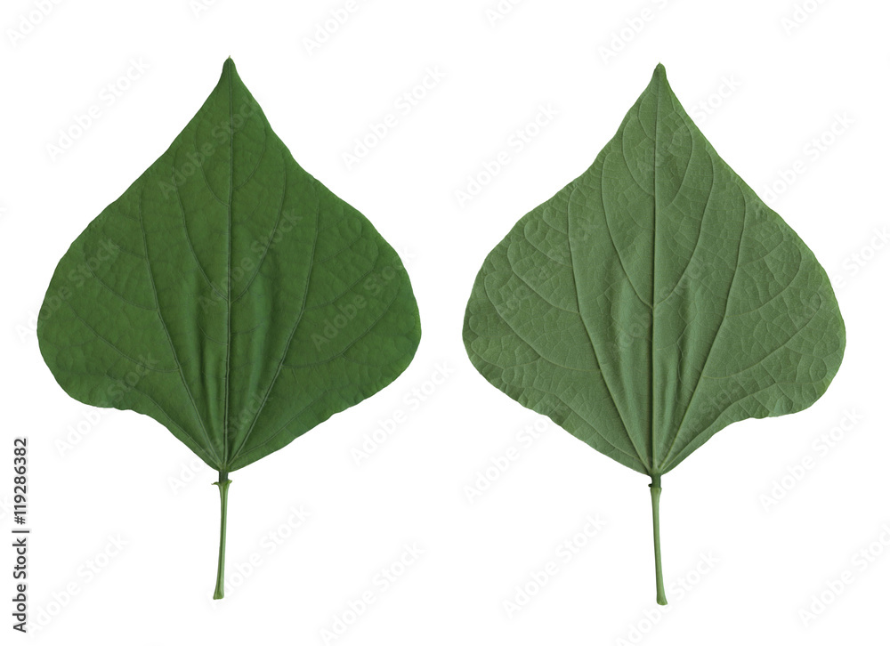 Front and back green leaf isolated on white background. Stock Photo ...