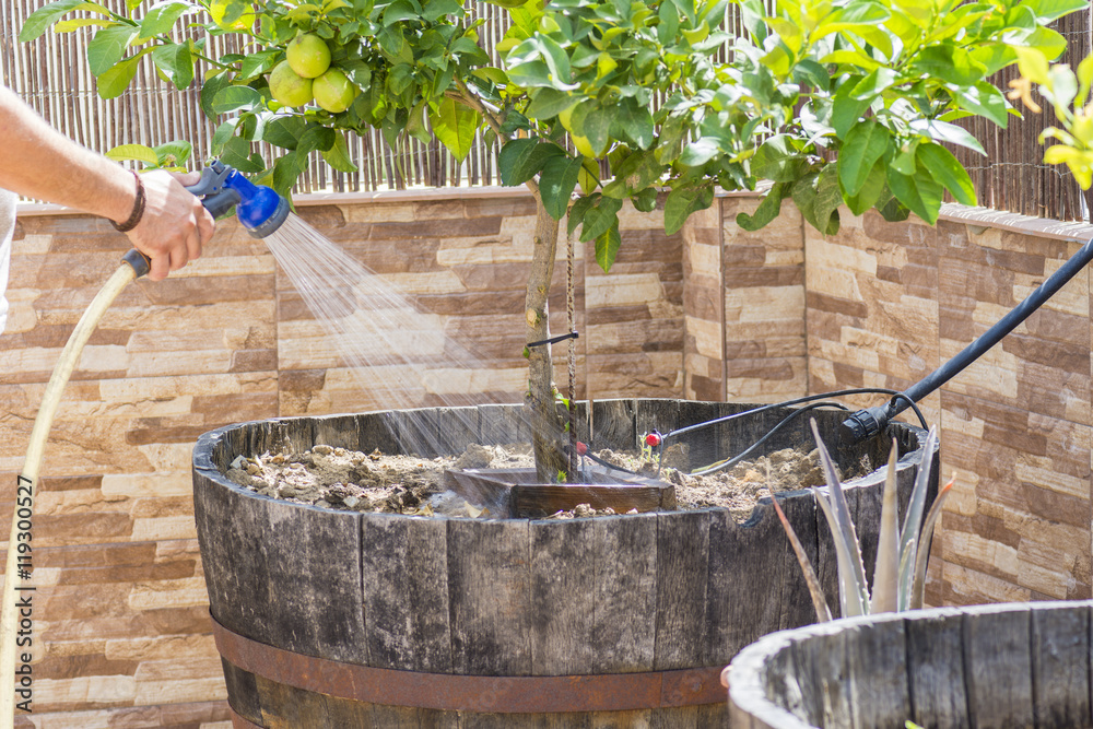 Foto de las manos de una persona sujetan la manguera de riego para ...