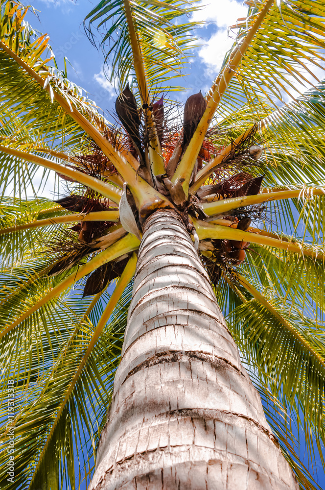 Palm tree viewed from below upwards high above Stock Photo | Adobe Stock