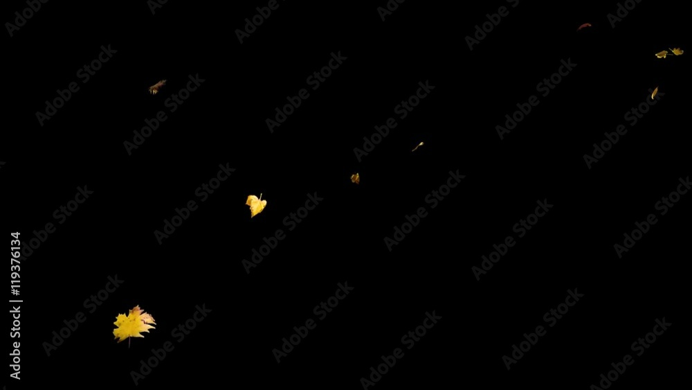Falling autumn yellow leaves from top in slow motion, closeup wide view ...