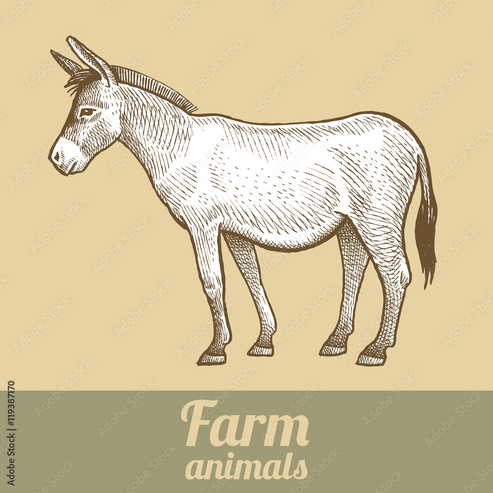 Donkey. Series vector illustration of farm animals. Style vintage ...