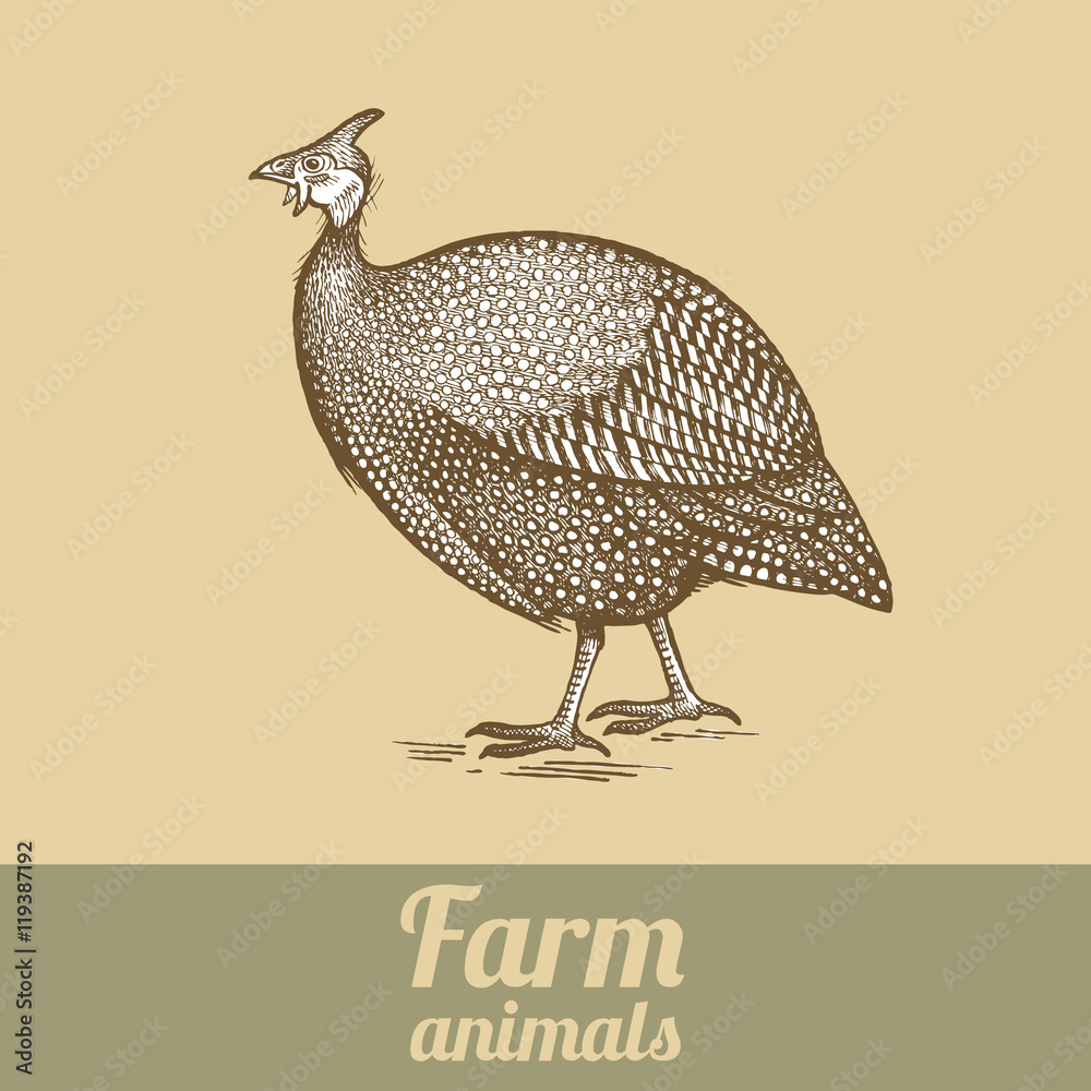 Bird guinea fowl. Series vector illustration of farm animals. Style ...