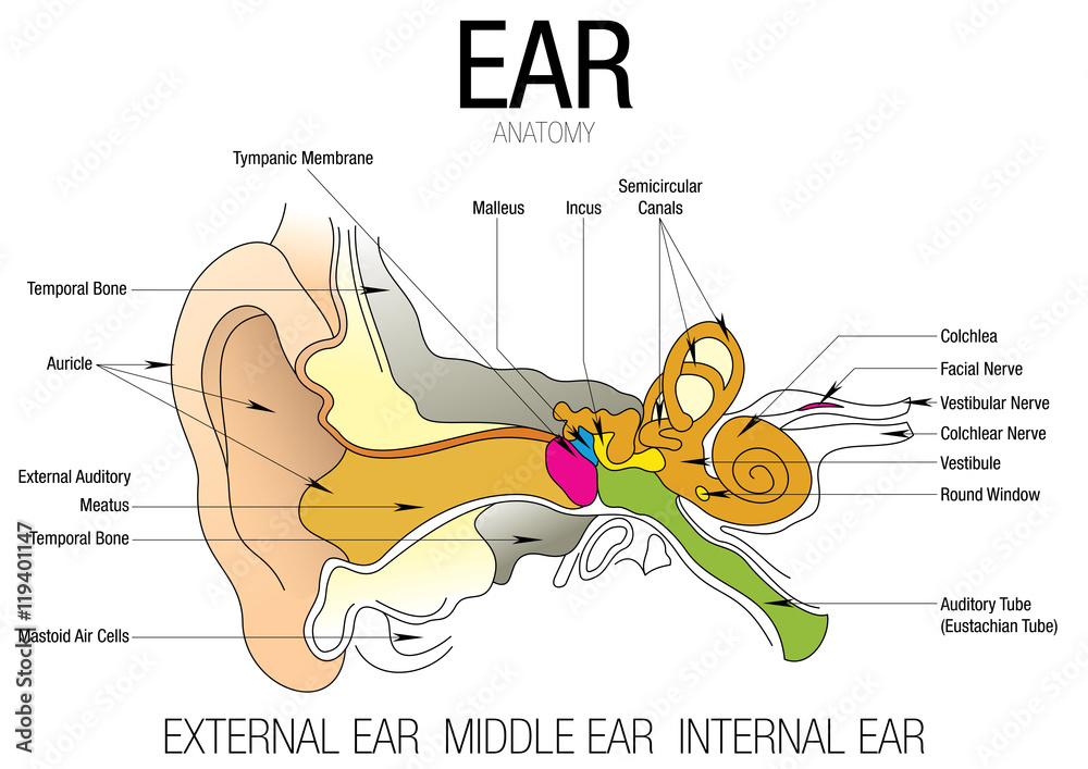 EAR ANATOMY with parts name - Vector image Stock Vector | Adobe Stock