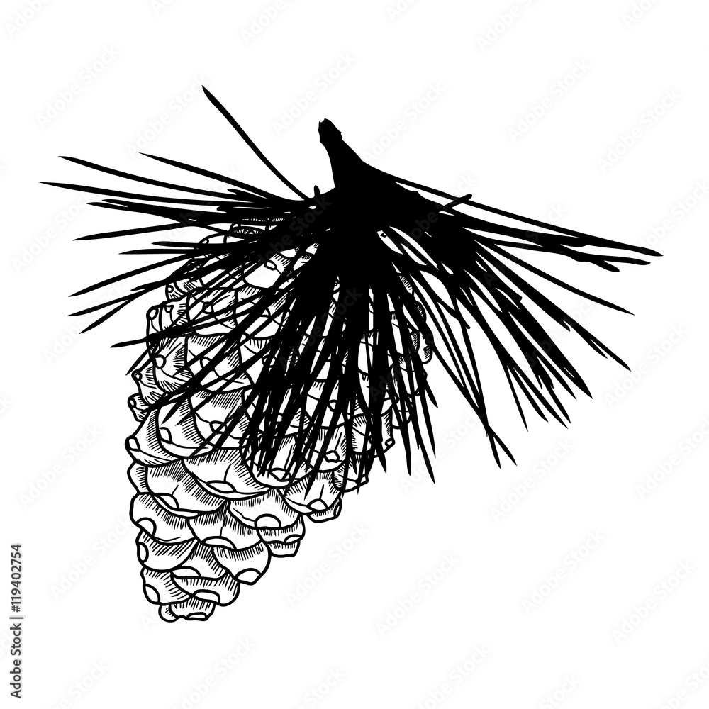 Sketch hand drawing pine cone on tree branch with needles on white ...