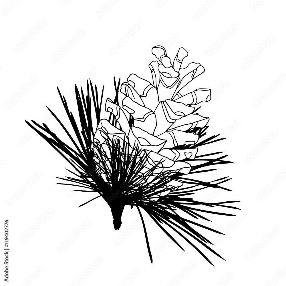 Hand drawing pine cone on the tree. Pinecone drawing on fir branch with ...