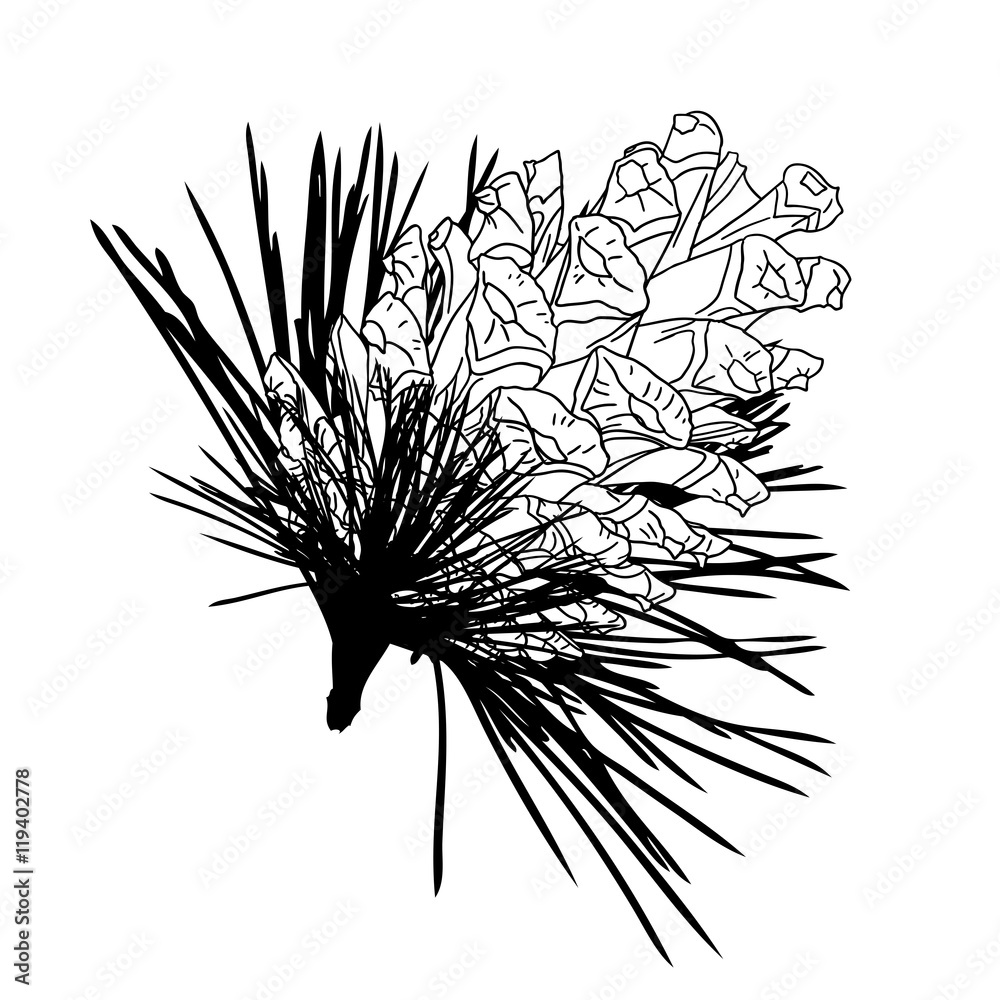 Conifer cone on pine tree branches, pine cone, hand drawing in color ...