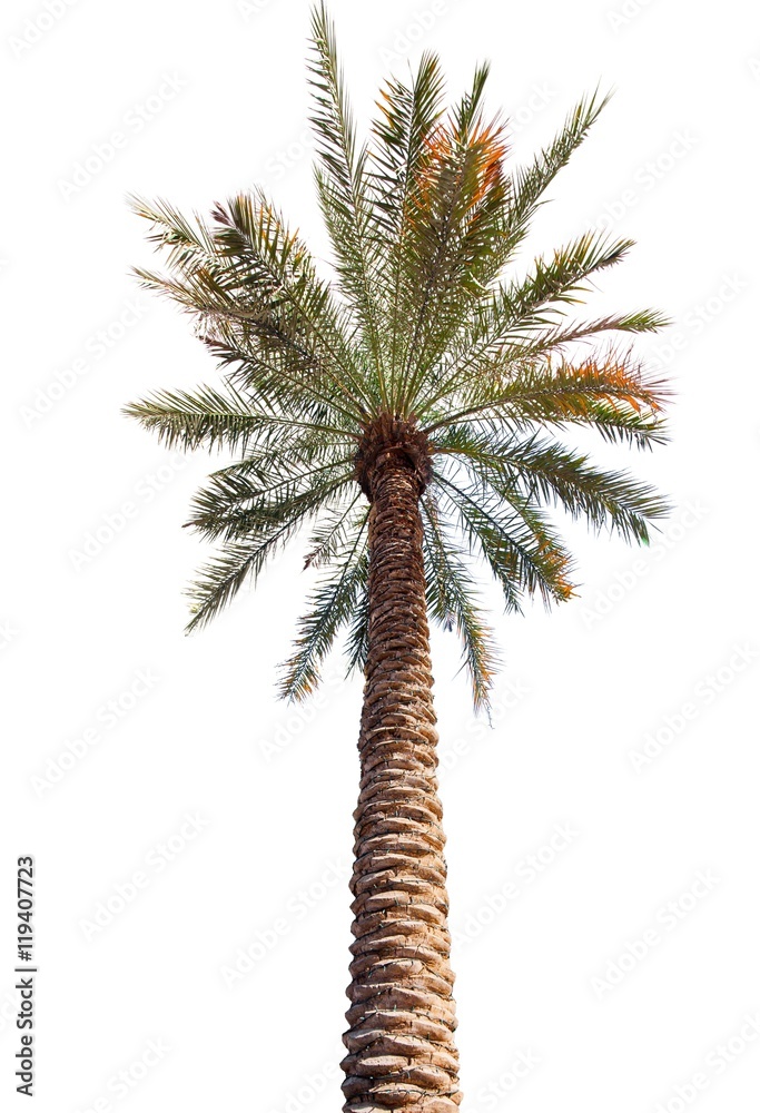 Palm tree with a long barrel. bottom up view. Isolated over white ...