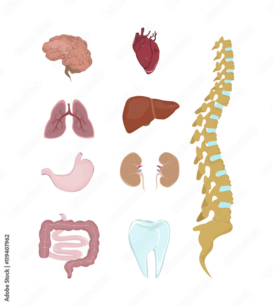 Human organs anatomy. Internal parts of the body. Liver, brain, heart ...