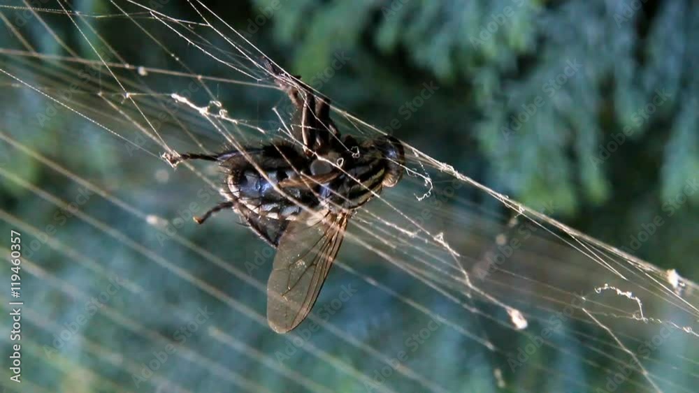 fly caught in a spiders web on meadow Stock Video | Adobe Stock