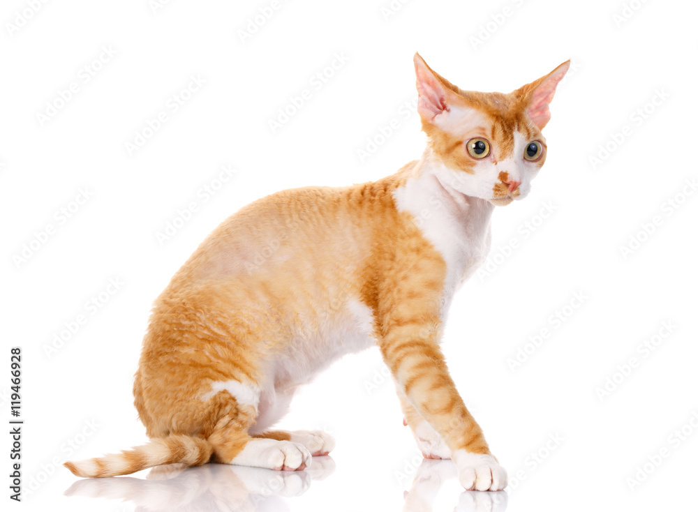 Orange devon rex cat with big ears on white background Stock Photo ...