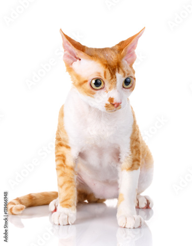 Orange Cornish Rex