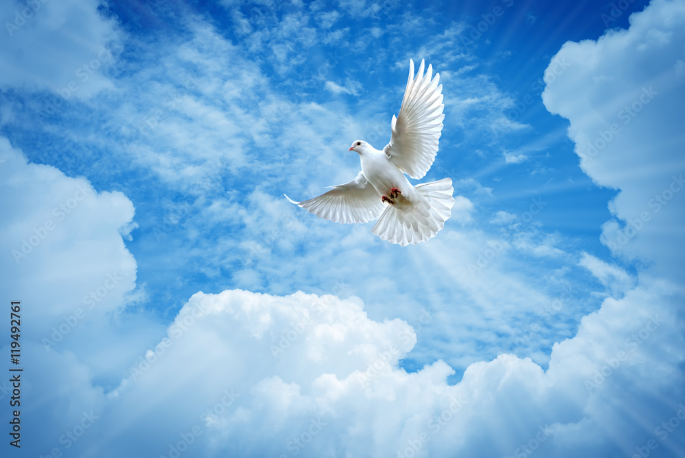 Beautiful dove in a blue sky symbol of faith Stock Photo | Adobe Stock