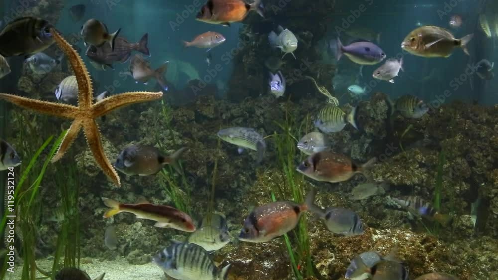 Fish swimming in aquarium Stock Video | Adobe Stock