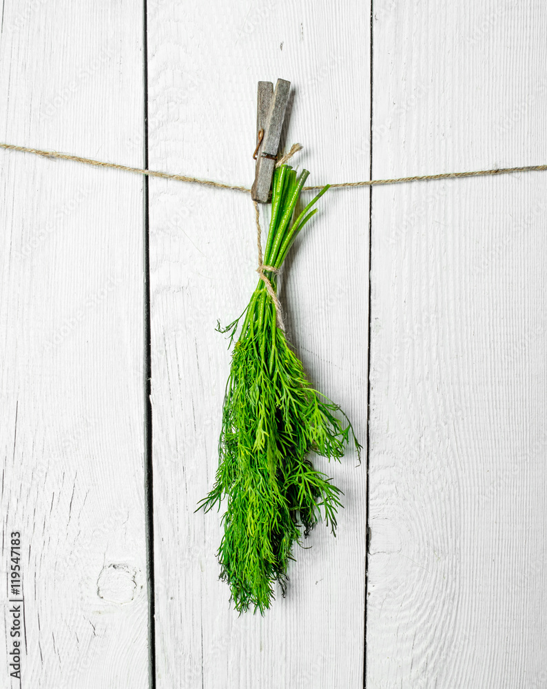 Bunch of fresh dill hanging on a string. Stock Photo | Adobe Stock