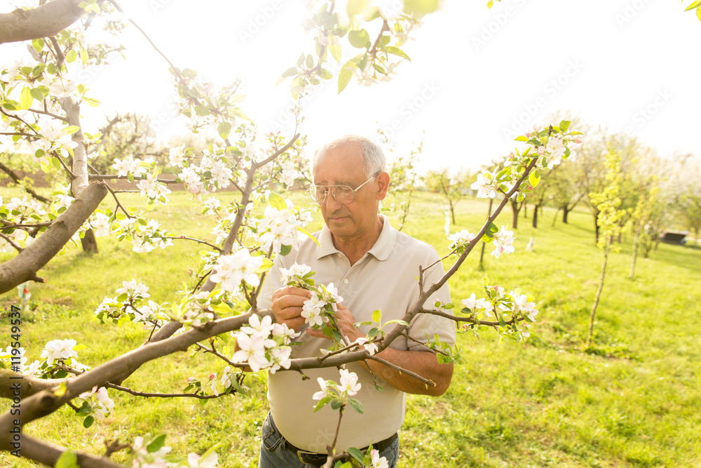 Senior farmer in his orchard, He is checking the flower on fruit trees ...