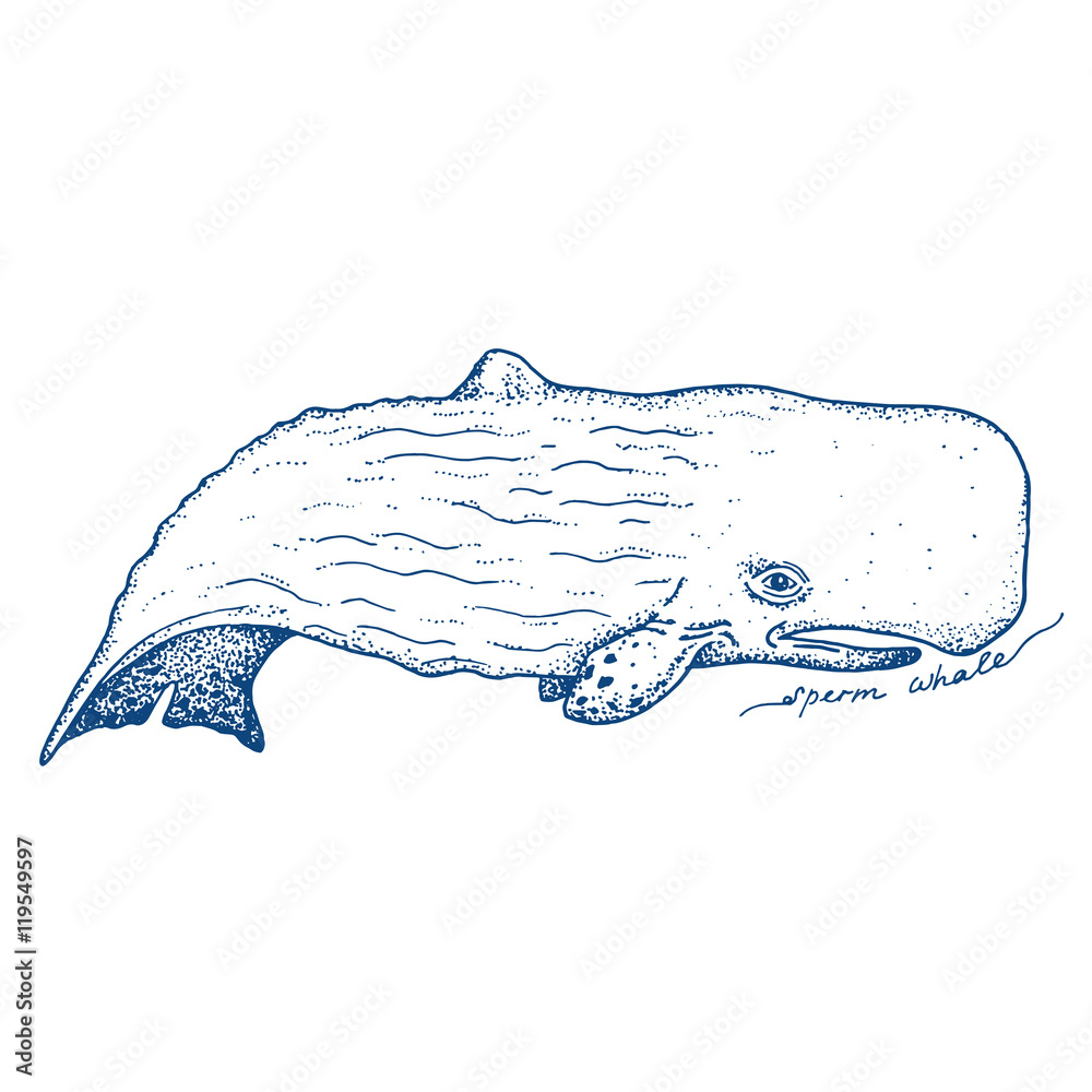 Big sperm whale - vector hand drawn illustration. Huge swimming aquatic ...