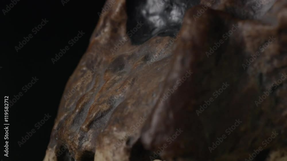 Australopithecus Skull on Display in Evolution Exhibit vídeo do Stock ...