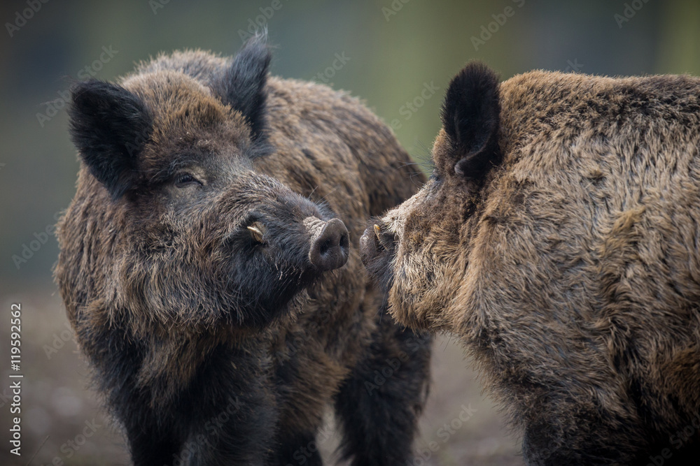 Two big wild boar males fighting in the european forest/wild animal in ...