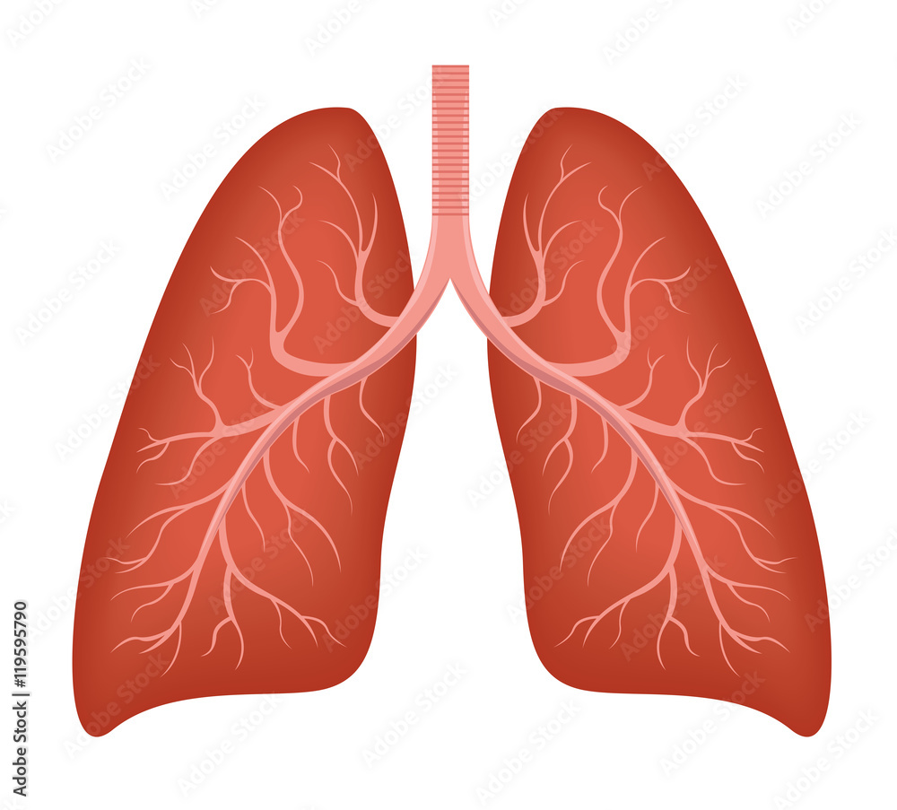 Human Lung anatomy diagram. Illness respiratory cancer graphics. Vector ...