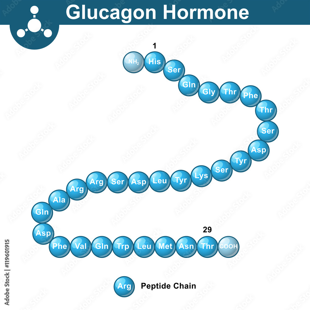 Glucagon hormone chemical structure Stock Vector | Adobe Stock
