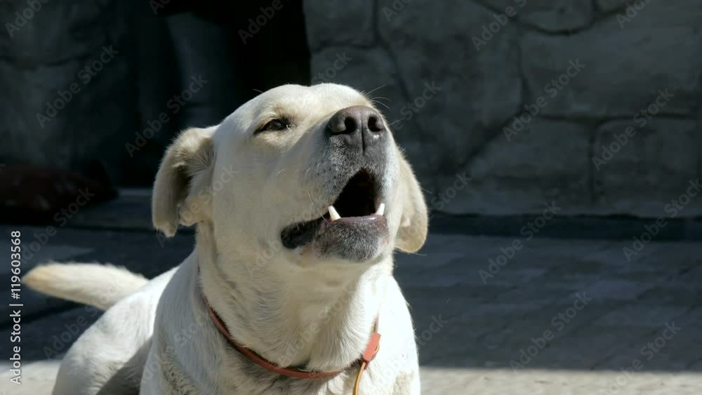 Labrador retriever dog barking to camera Stock Video | Adobe Stock