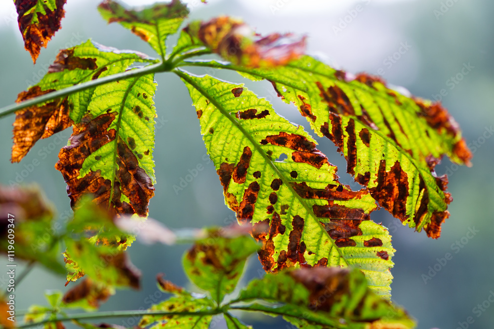 Moth damaged horse-chestnut tree (Aesculus hippocastanum) leaves. Horse ...