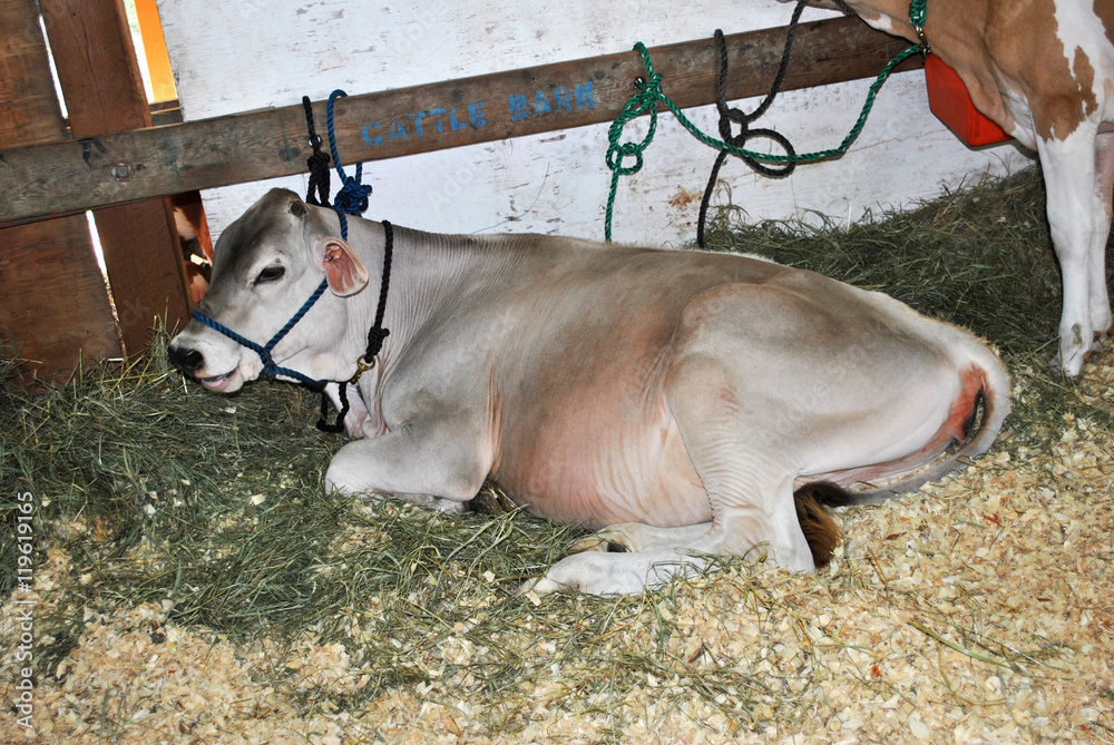 Show Cow Tied in a Hay Filled Shed Stock Photo | Adobe Stock