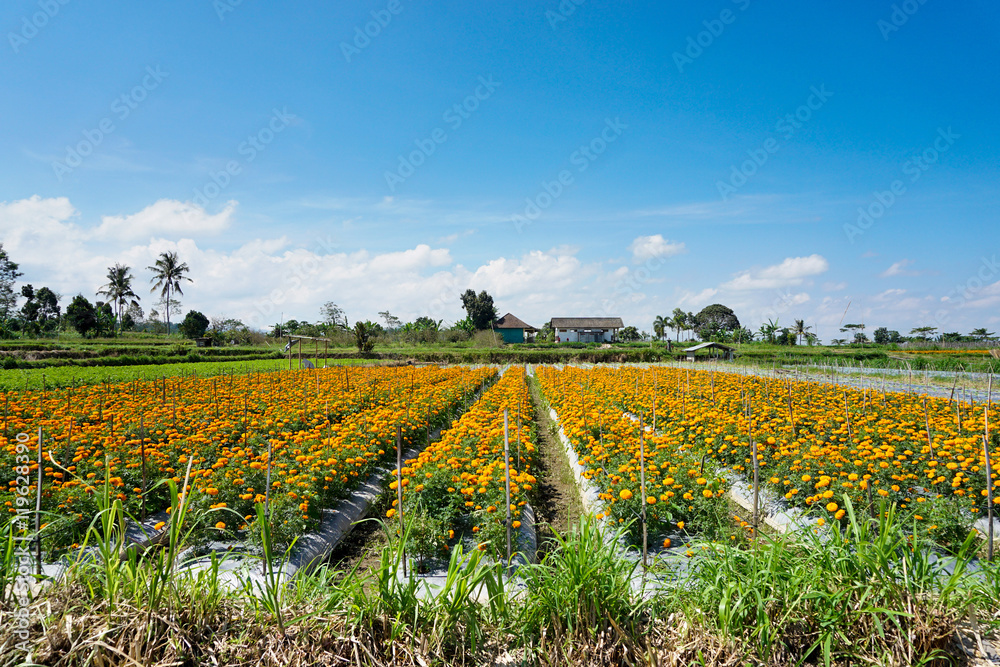 Gemitir flower garden in Denpasar, Bali, Indonesia. Orange marigold ...