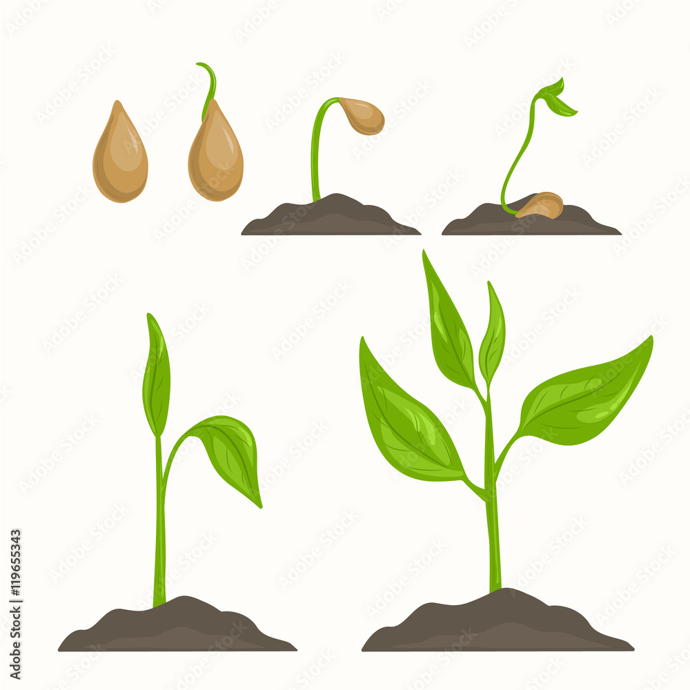 Life cycle of plant evolution from seed to green sprout. Phases of ...