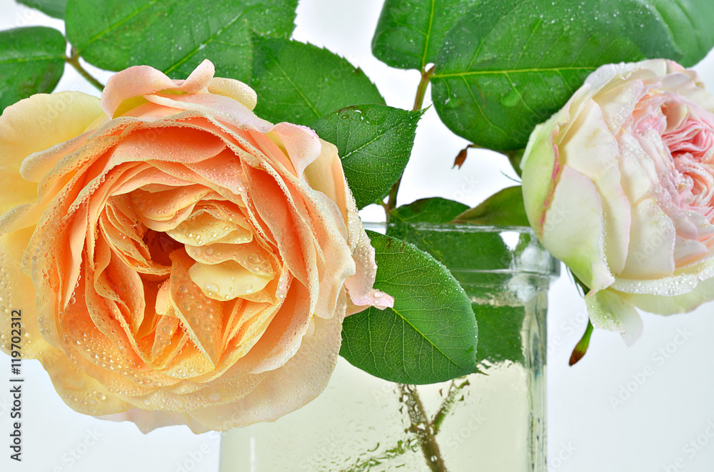 Zwei Rosen, weiß, pink und orange mit Tau tropfen / rose, weiß, pink ...