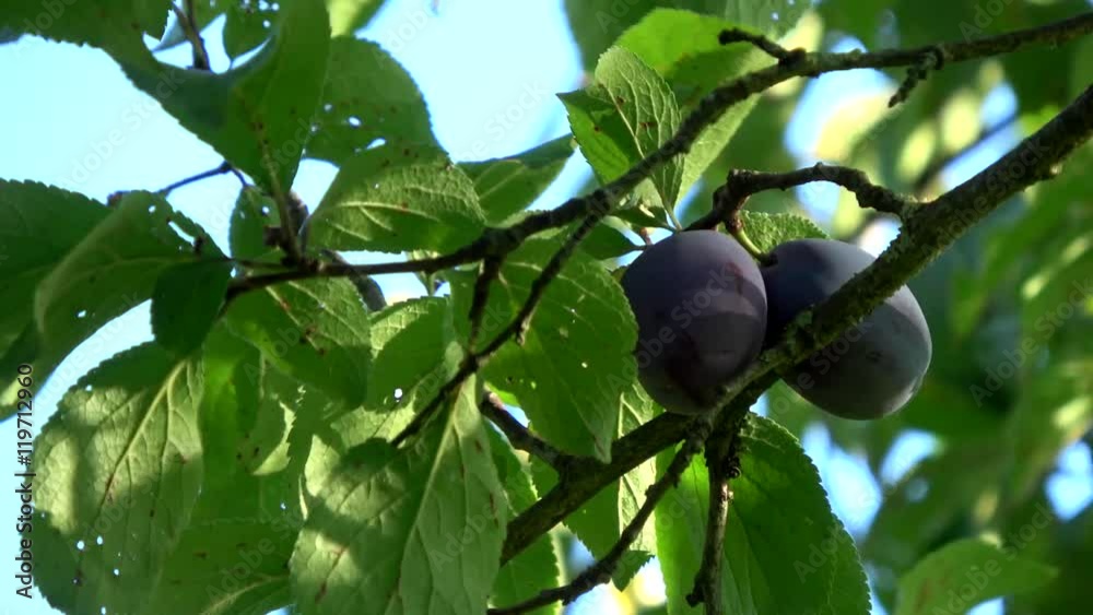 Fresh not ripe yet purple plums low hanging fruit showing the tree ...