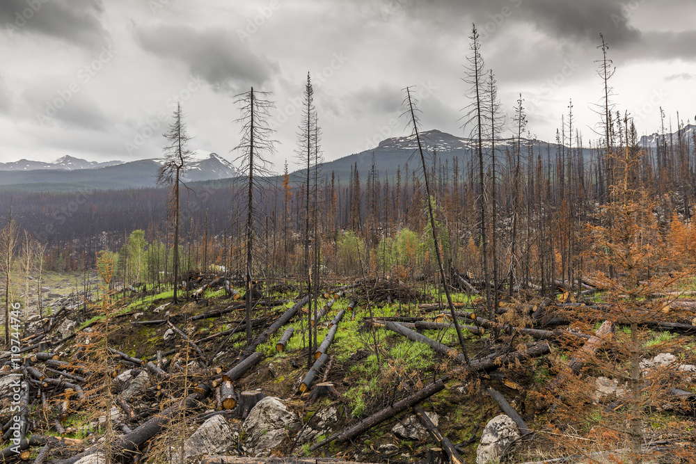 Aftermath Of A Forest Fire