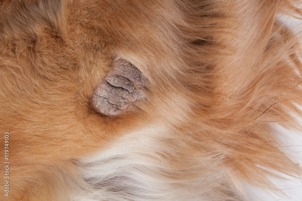 scabies in brown dog for animal diseases image on white background ...
