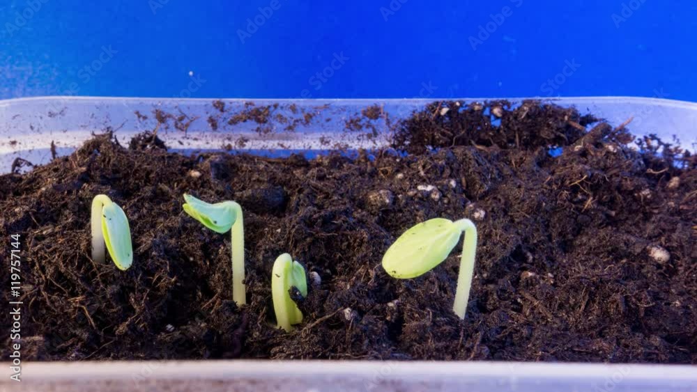 Bean sprouts, plant growth timelapse, Time-lapse green grass growing ...