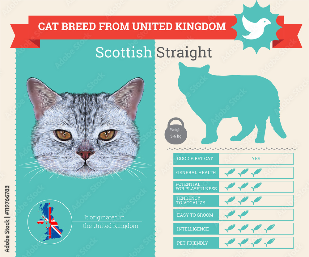 Scottish Straight Cat breed vector infographics Stock Vector | Adobe Stock