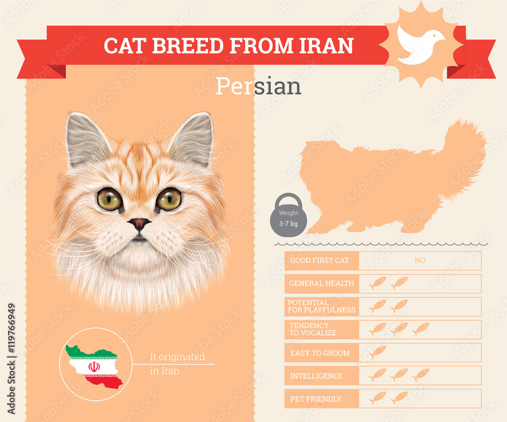 Persian Cat breed vector infographics Stock Vector | Adobe Stock