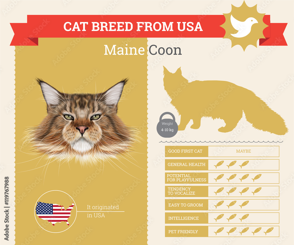 Maine Coon Cat breed vector infographics Stock Vector | Adobe Stock