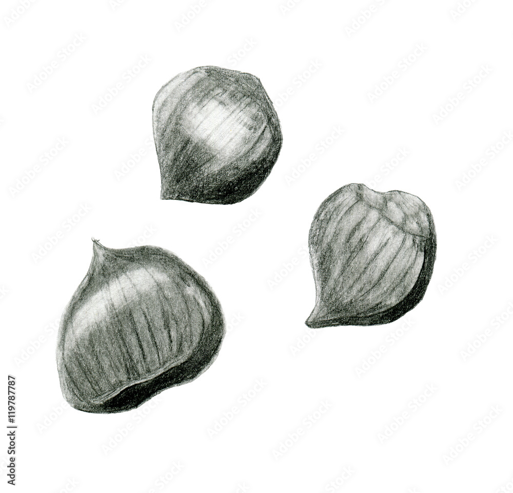 Chestnut sketch drawing Stock Illustration | Adobe Stock