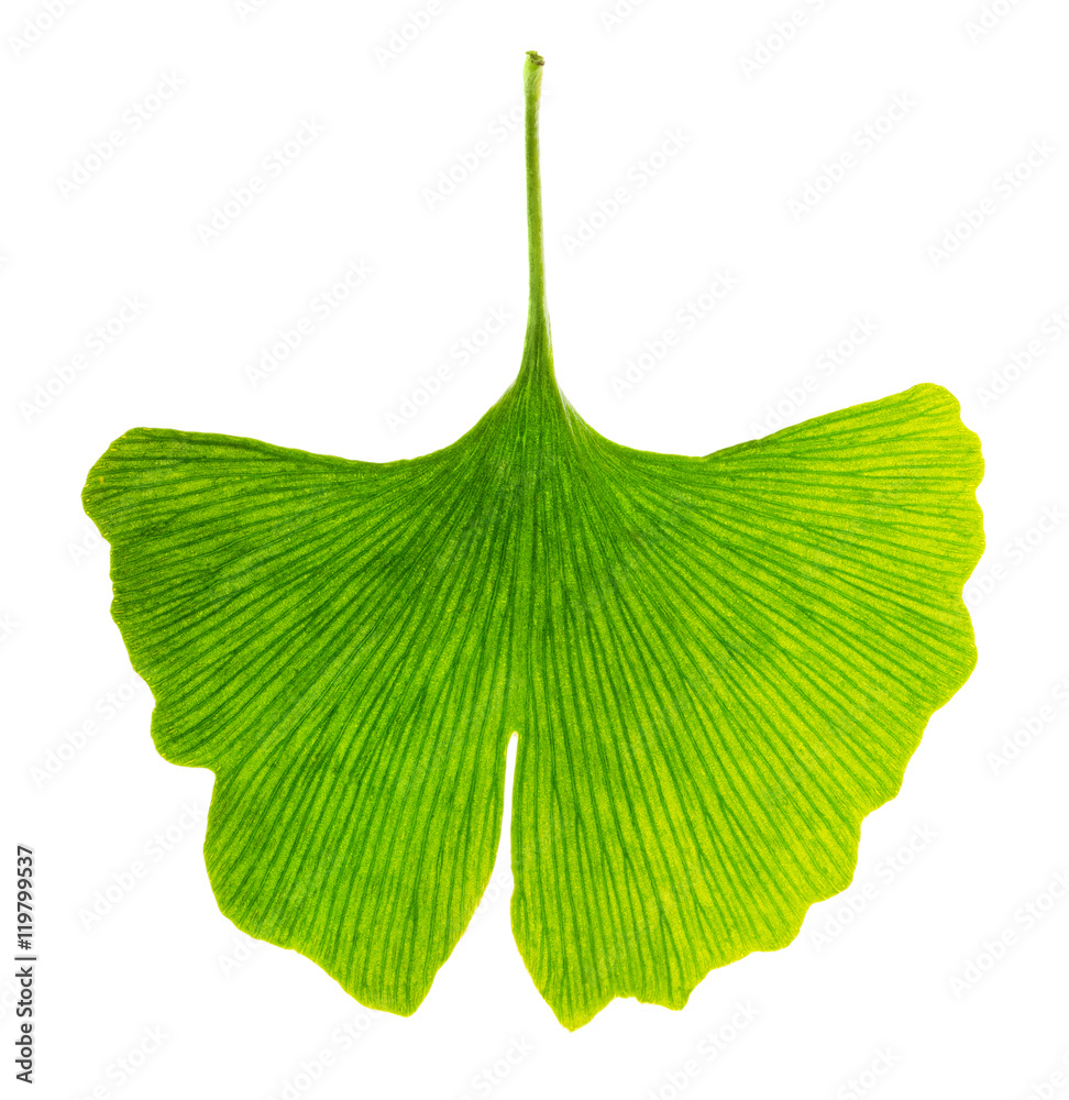 Foto de Translucent ginkgo biloba leaf in transmitted light. Light ...