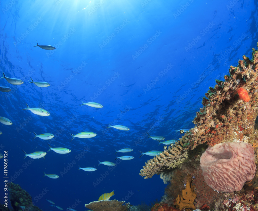 Coral Reef. Underwater Ocean, Tropical fish. Stock Photo | Adobe Stock